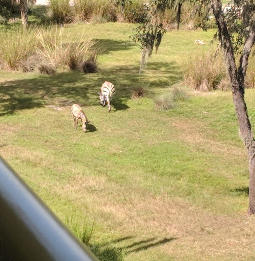 Disney S Animal Kingdom Lodge Savanna View Room Video Tour Green